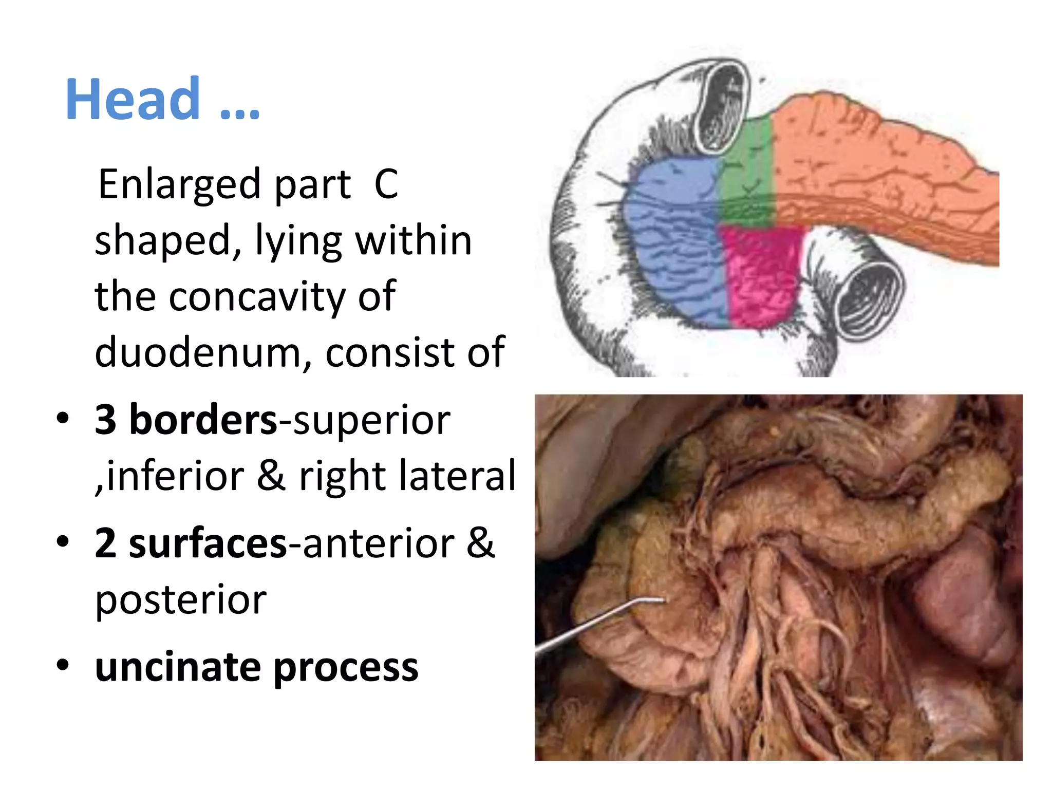 ANATOMY OF PANCREAS | PPTX