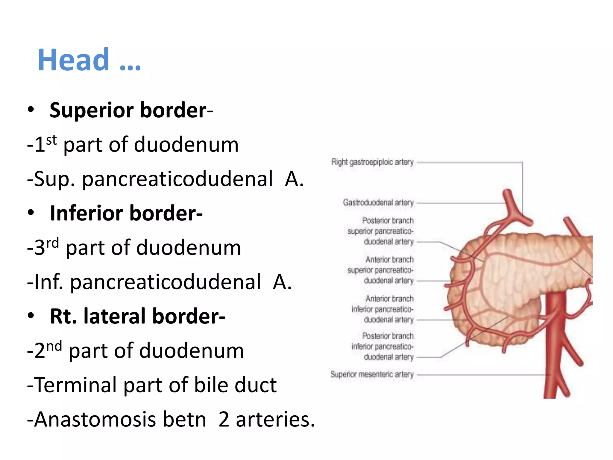 ANATOMY OF PANCREAS | PPTX