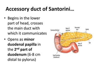 ANATOMY OF PANCREAS | PPTX