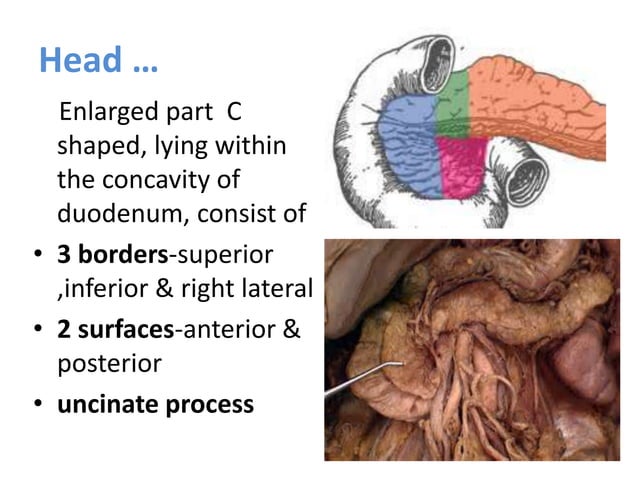 ANATOMY OF PANCREAS | PPTX