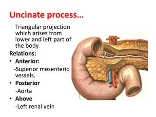 Pancreas Anatomy Uncinate