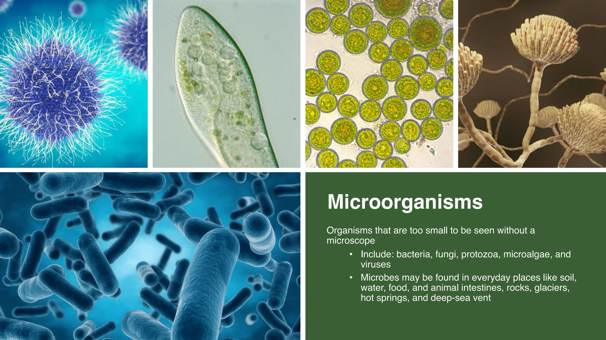 Organisms that are too small to be seen without a microscope ﻿﻿Include ...