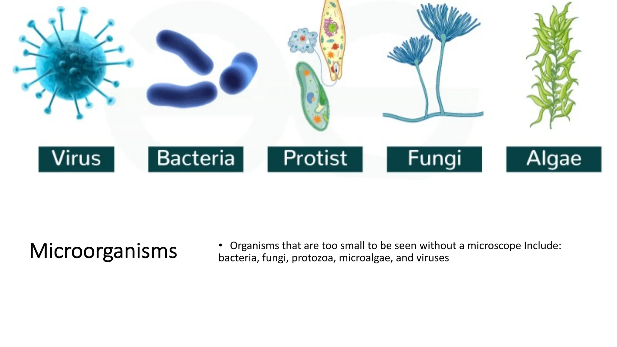 bacteria, fungi, protozoa, microalgae, and viruses | PPT