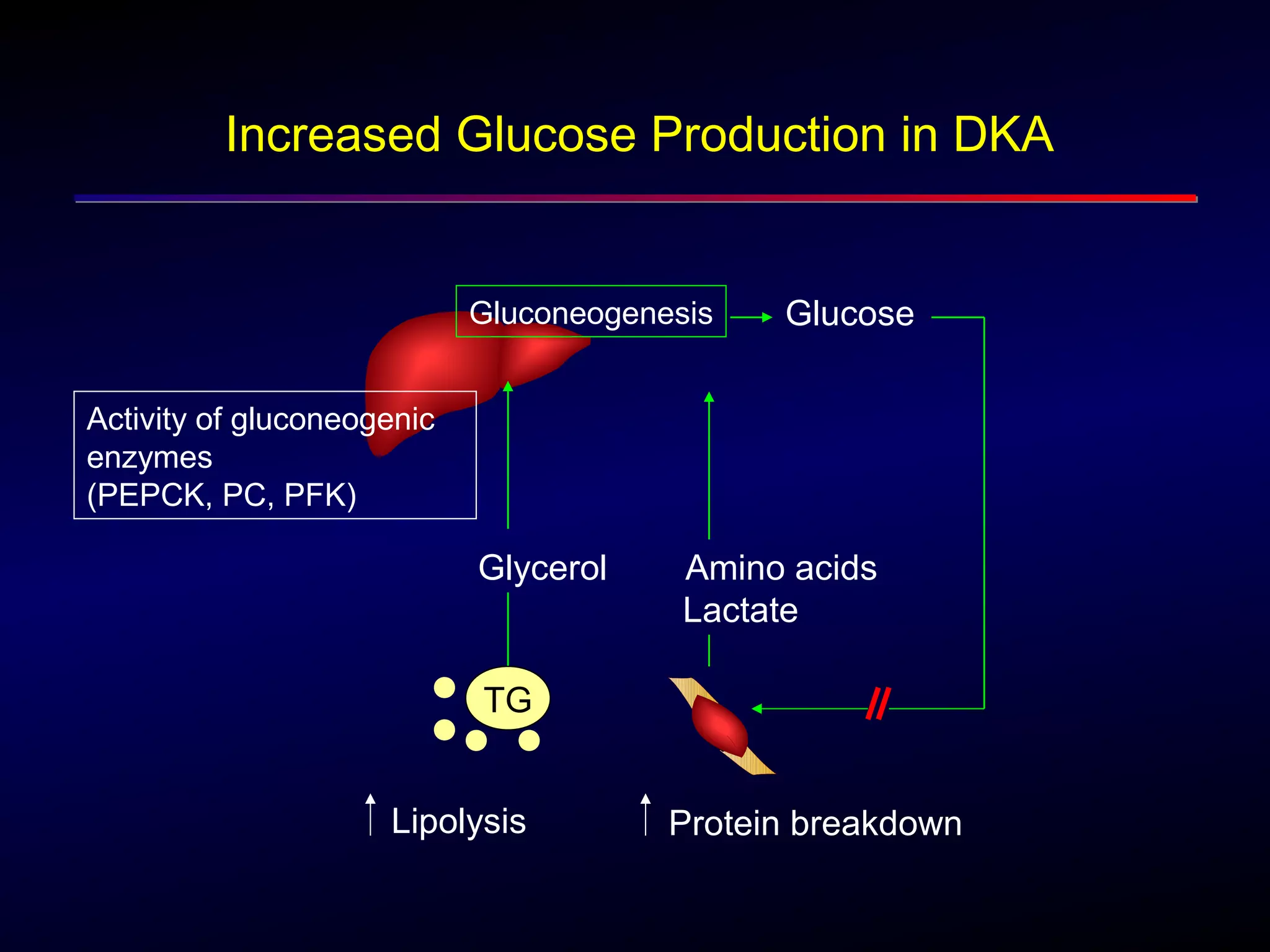Dka diabetic ketoacidosis managment | PPT