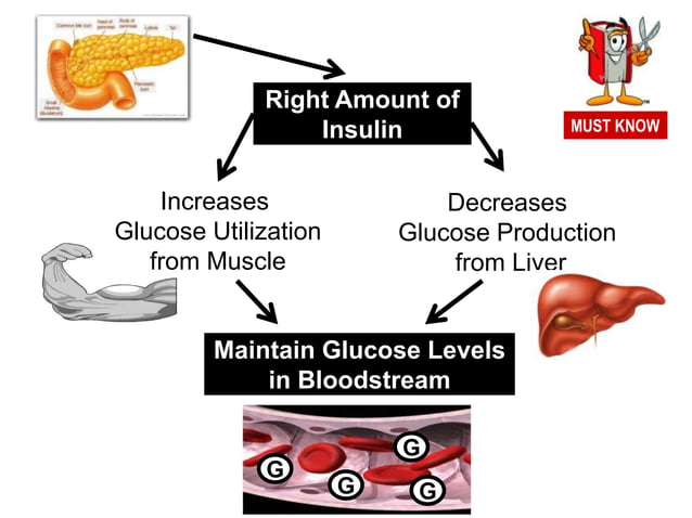 Diabetic Ketoacidosis Physiology | PPT