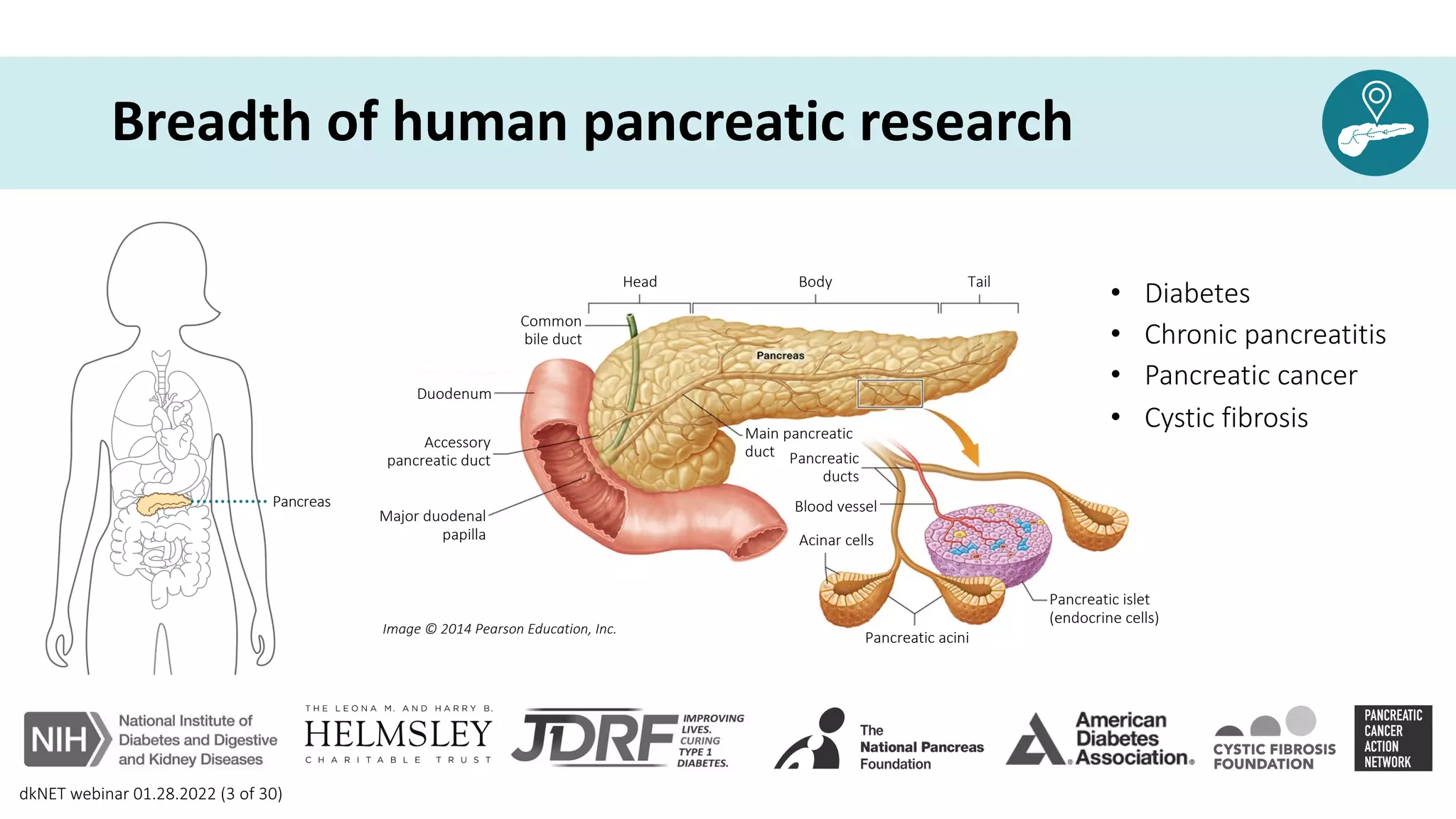 dkNET Webinar "Pancreatlas™: Mapping the Human Pancreas in Health and ...