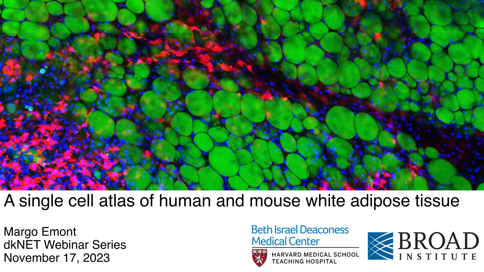 dkNET Webinar: A Single Cell Atlas of Human and Mouse White Adipose ...