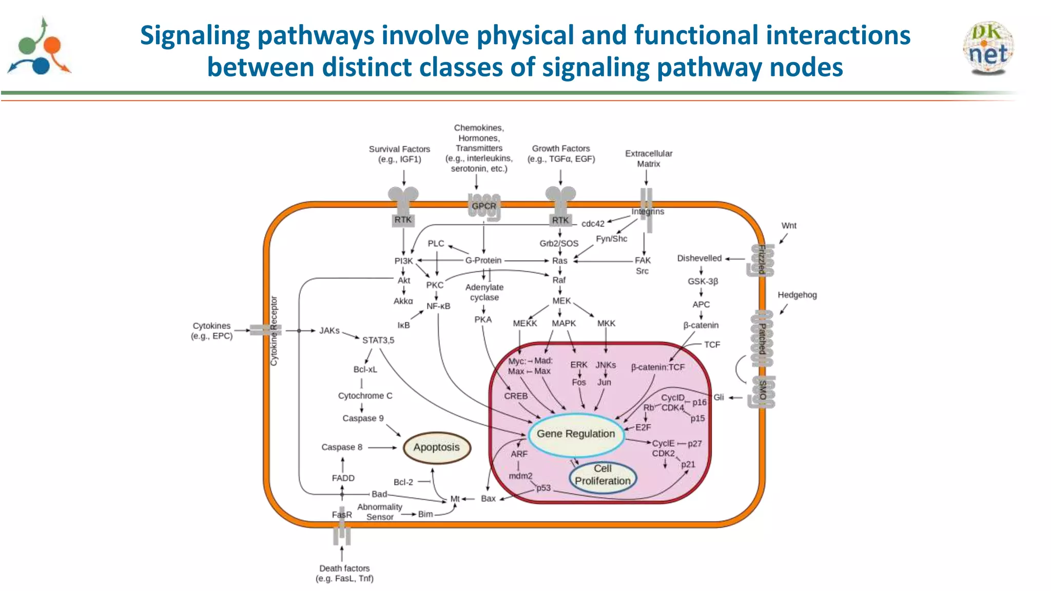 dkNET Webinar: dkNET Hypothesis Center - Signaling Pathways Project ...