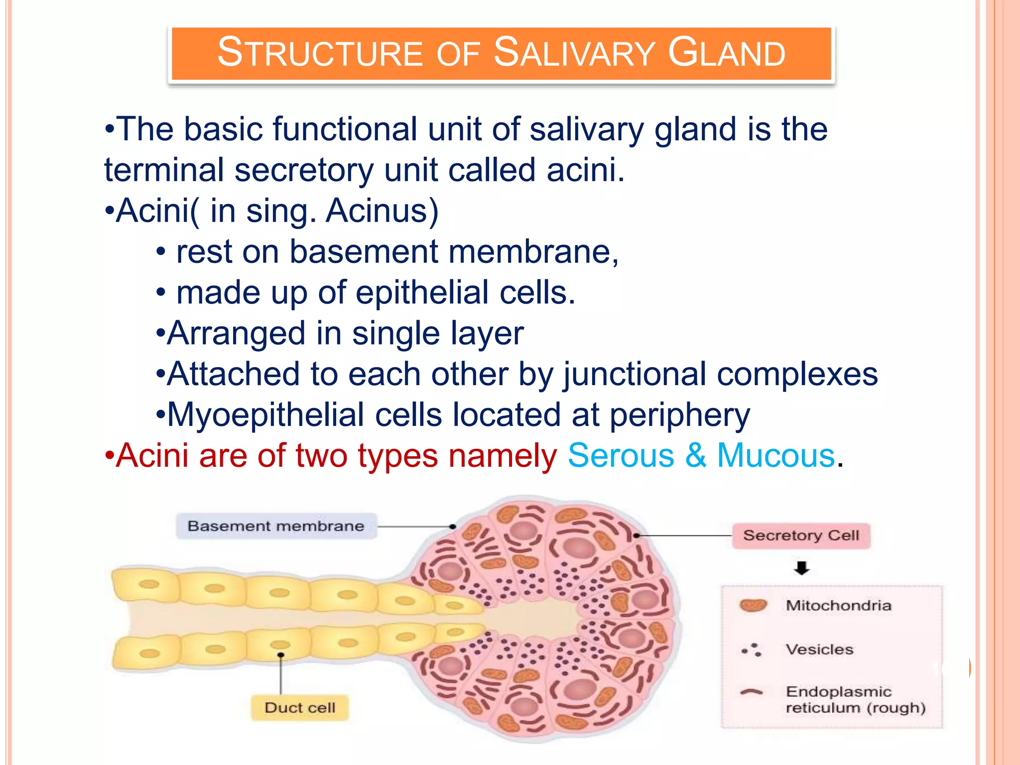 Salivary gland by Dr Deepak Kumar | PPTX