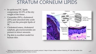 stratum corneum | PPTX