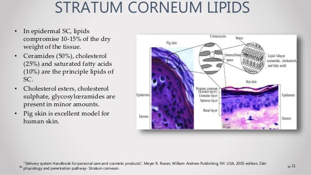 stratum corneum