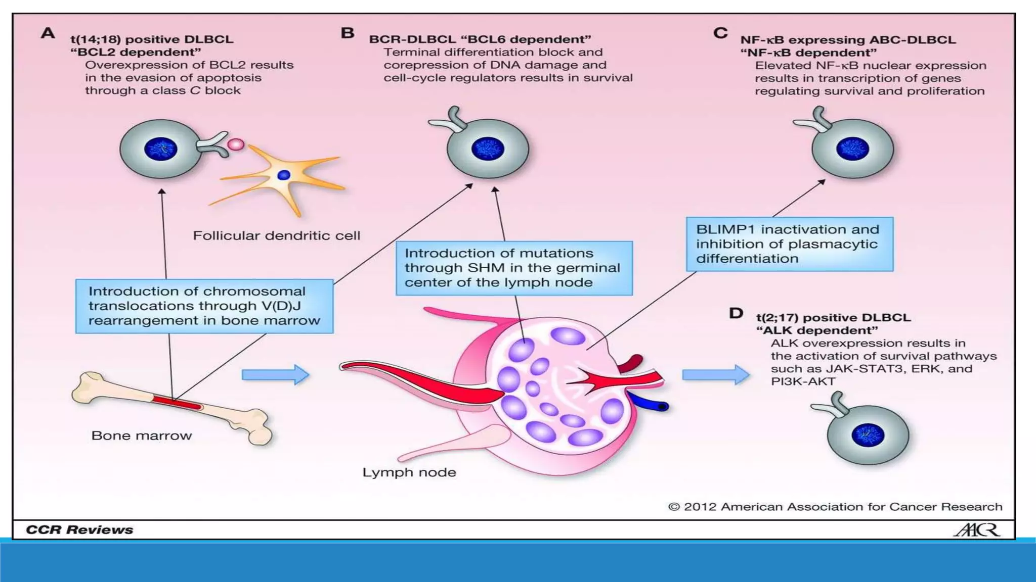 DLBCL | PPTX