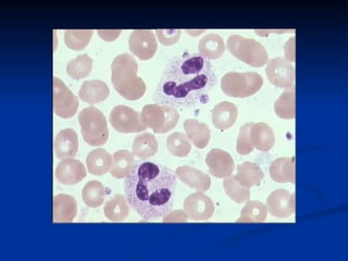 Differential leucocyte count white blood cell | PPT