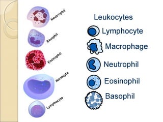 DLC differential leucocyte count | PDF
