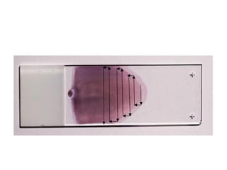 DLC labelled microscope image and key features Presentation_ | PPTX