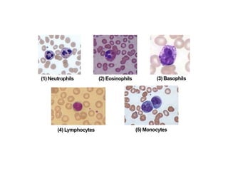DLC labelled microscope image and key features Presentation_ | PPTX