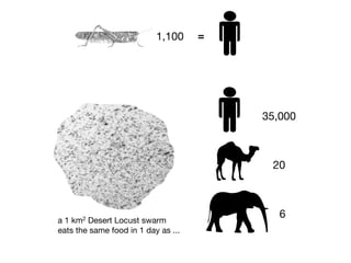 Desert Locust economics: 2003-05 case study | PPT