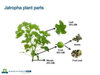 Non-food applications of Jatropha proteins | PPTX