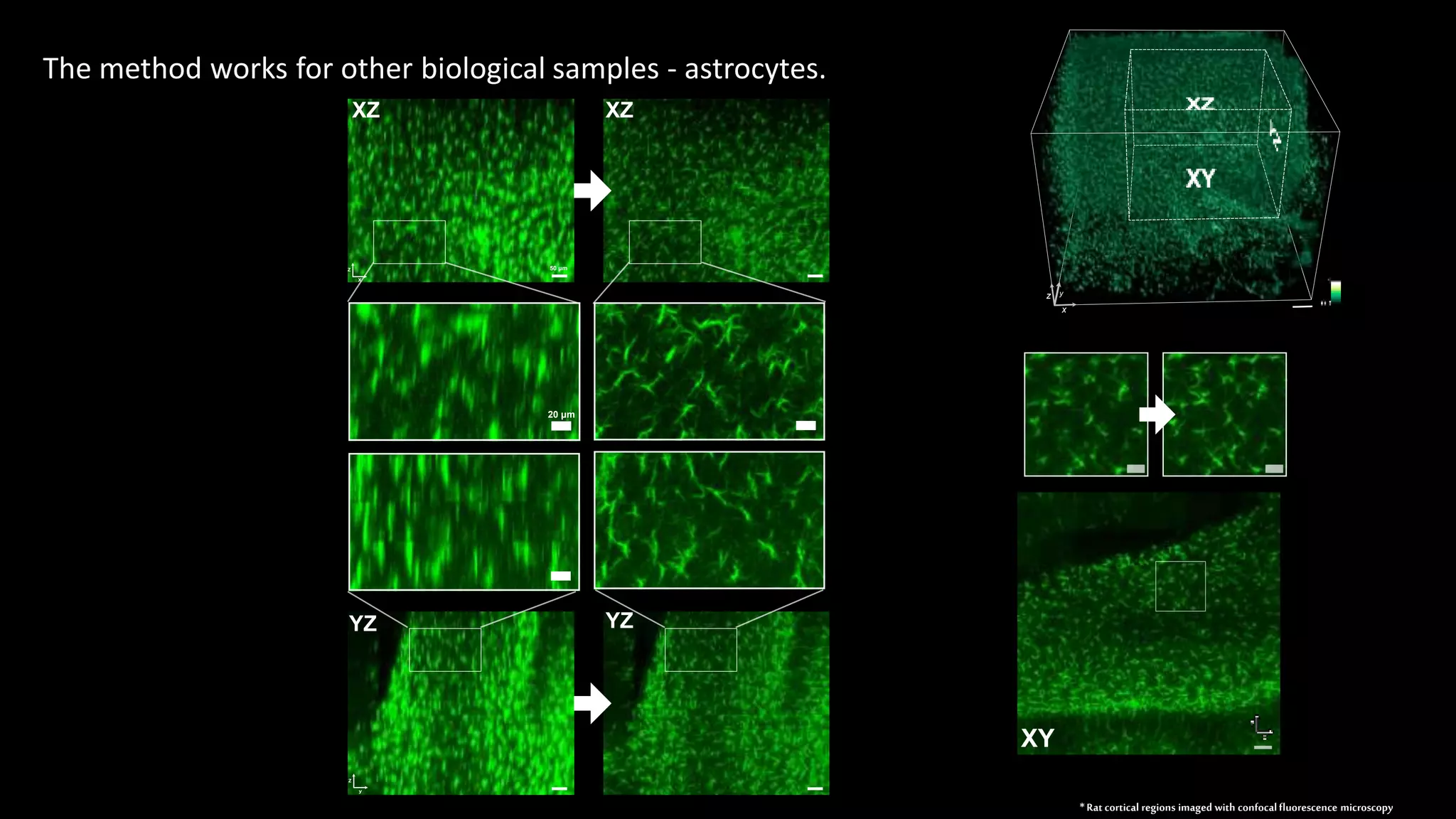 Deep learning enables reference-free isotropic super-resolution for volumetric fluorescence ...