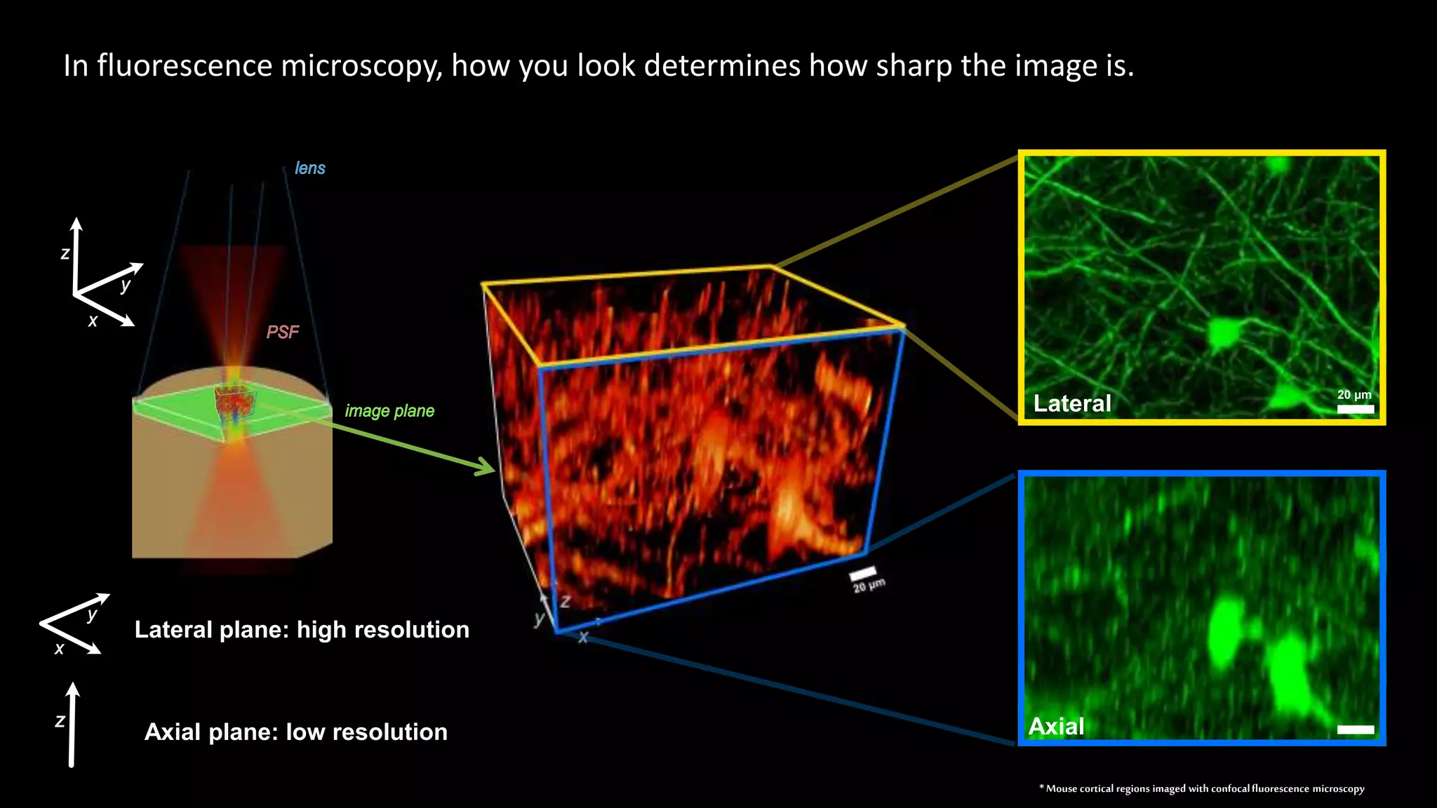 Deep learning enables reference-free isotropic super-resolution for volumetric fluorescence ...