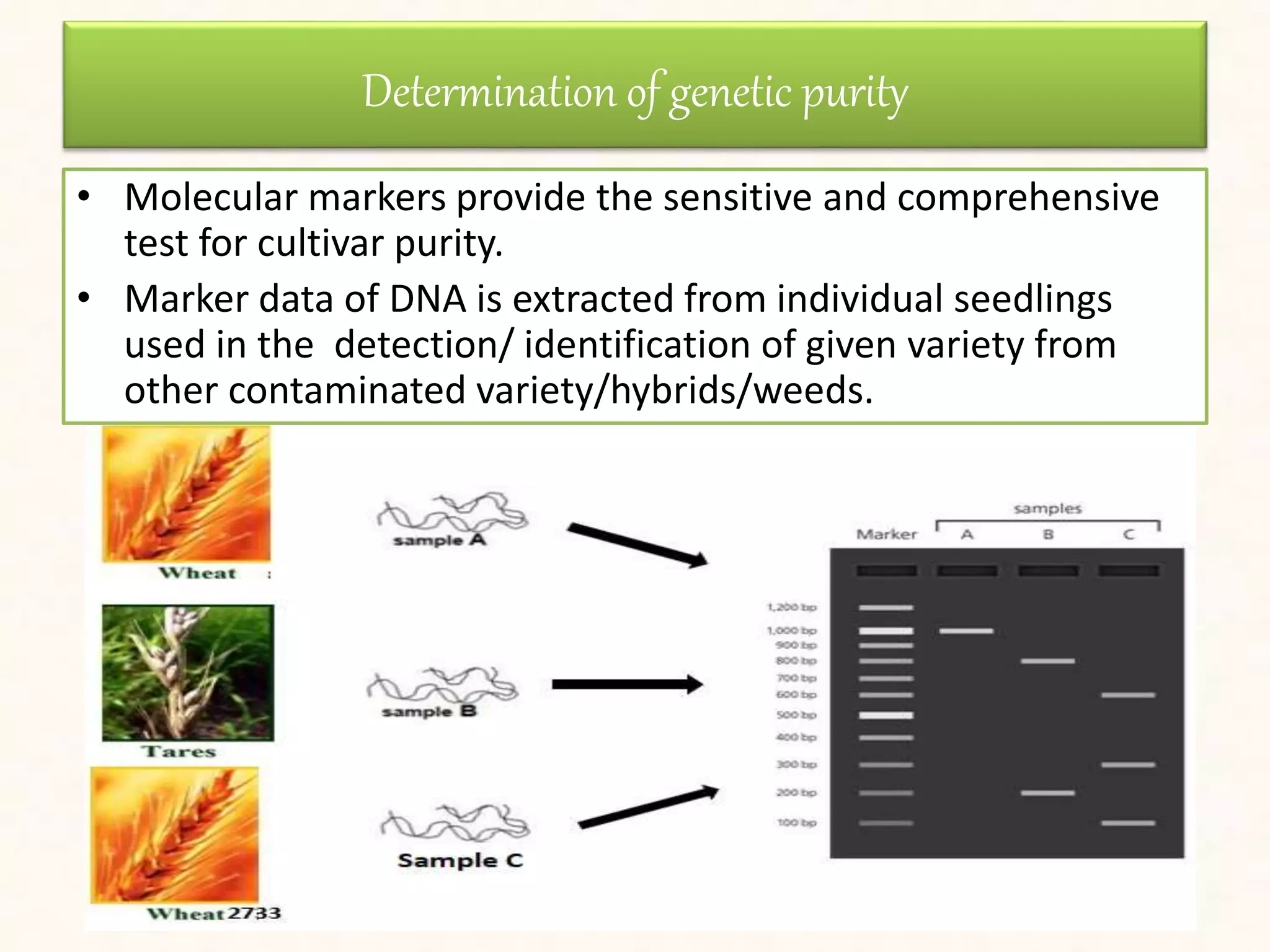 molecular markers ,application in plant breeding | PPTX