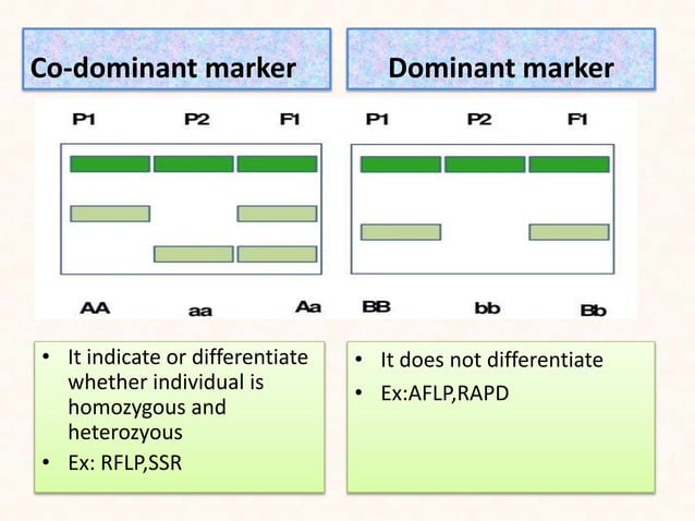 molecular markers ,application in plant breeding | PPTX