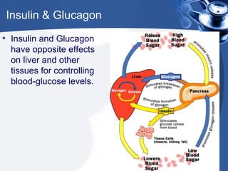 Diabetes Mellitus | PPT