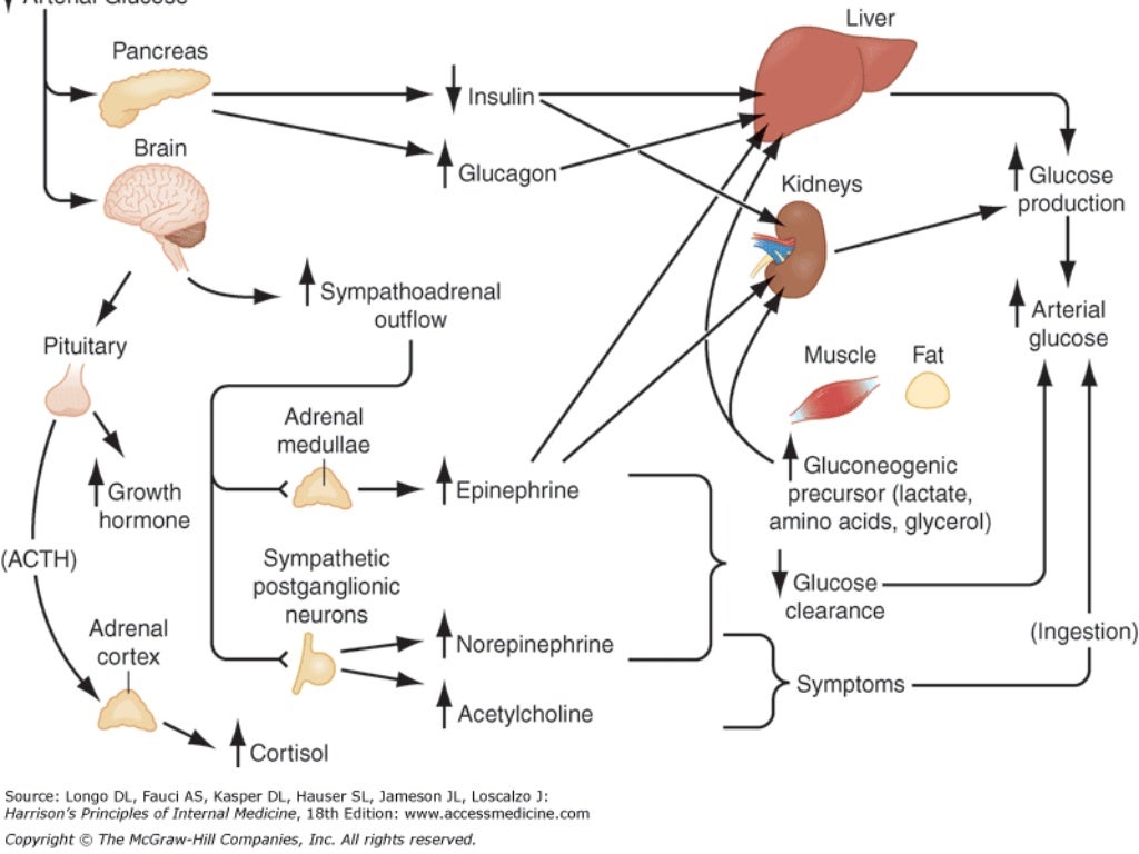 pathophysiology of DM1
