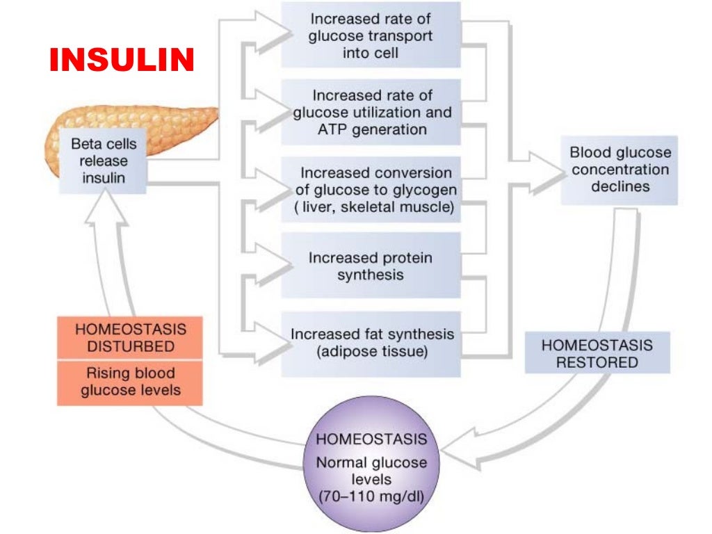 pathophysiology of DM1