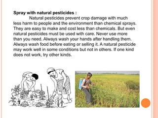 Pest Attack History in the world Disaster Management (DM) | PPTX