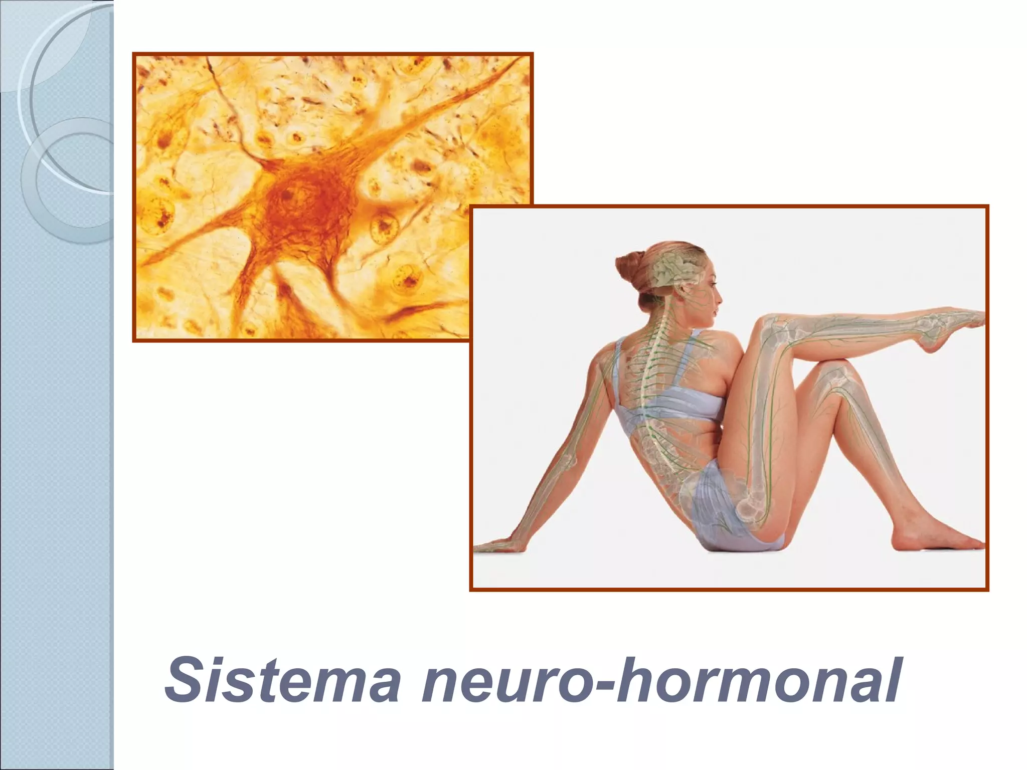 sistema neuro-hormonal | PPS