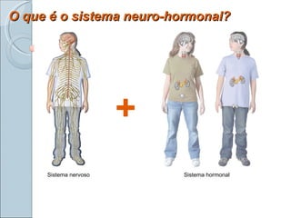 sistema neuro-hormonal | PPS