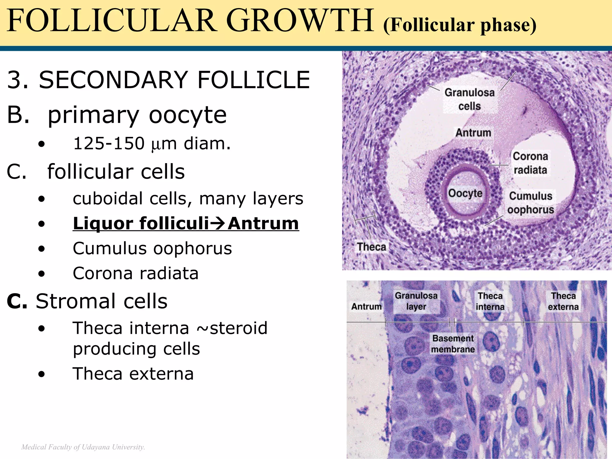 histologic structure of female genital system | PPT