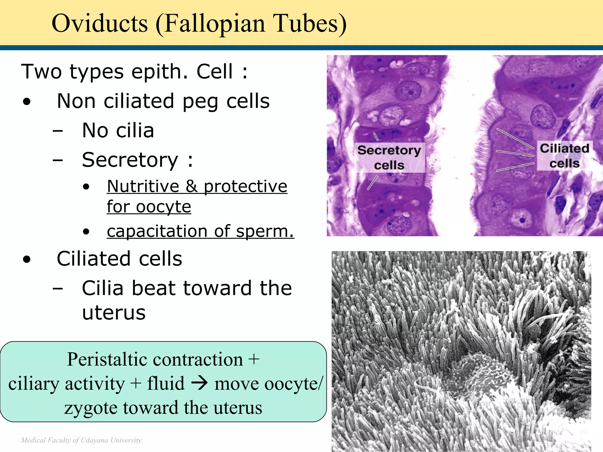 histologic structure of female genital system | PPT
