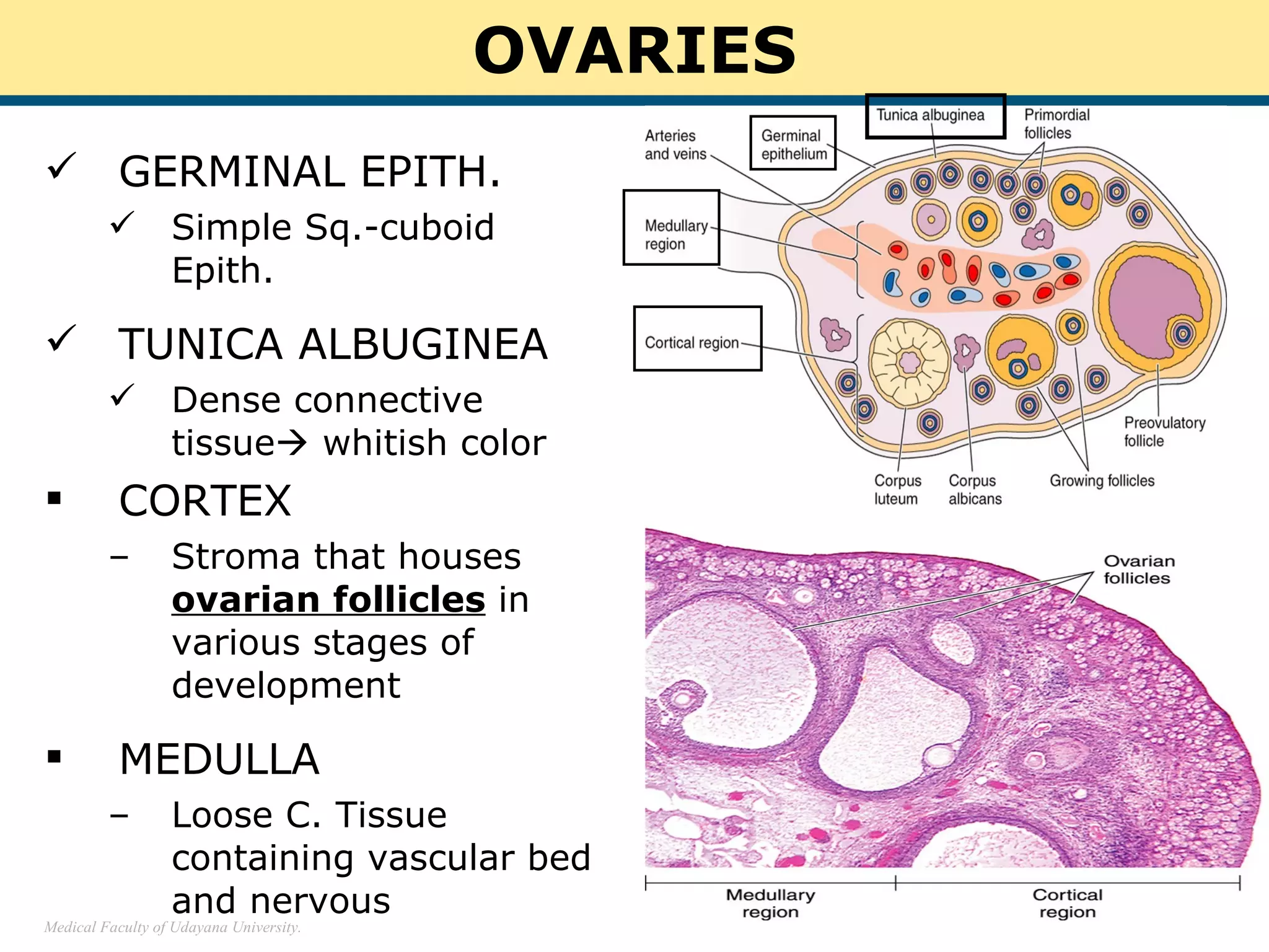 histologic structure of female genital system | PPT