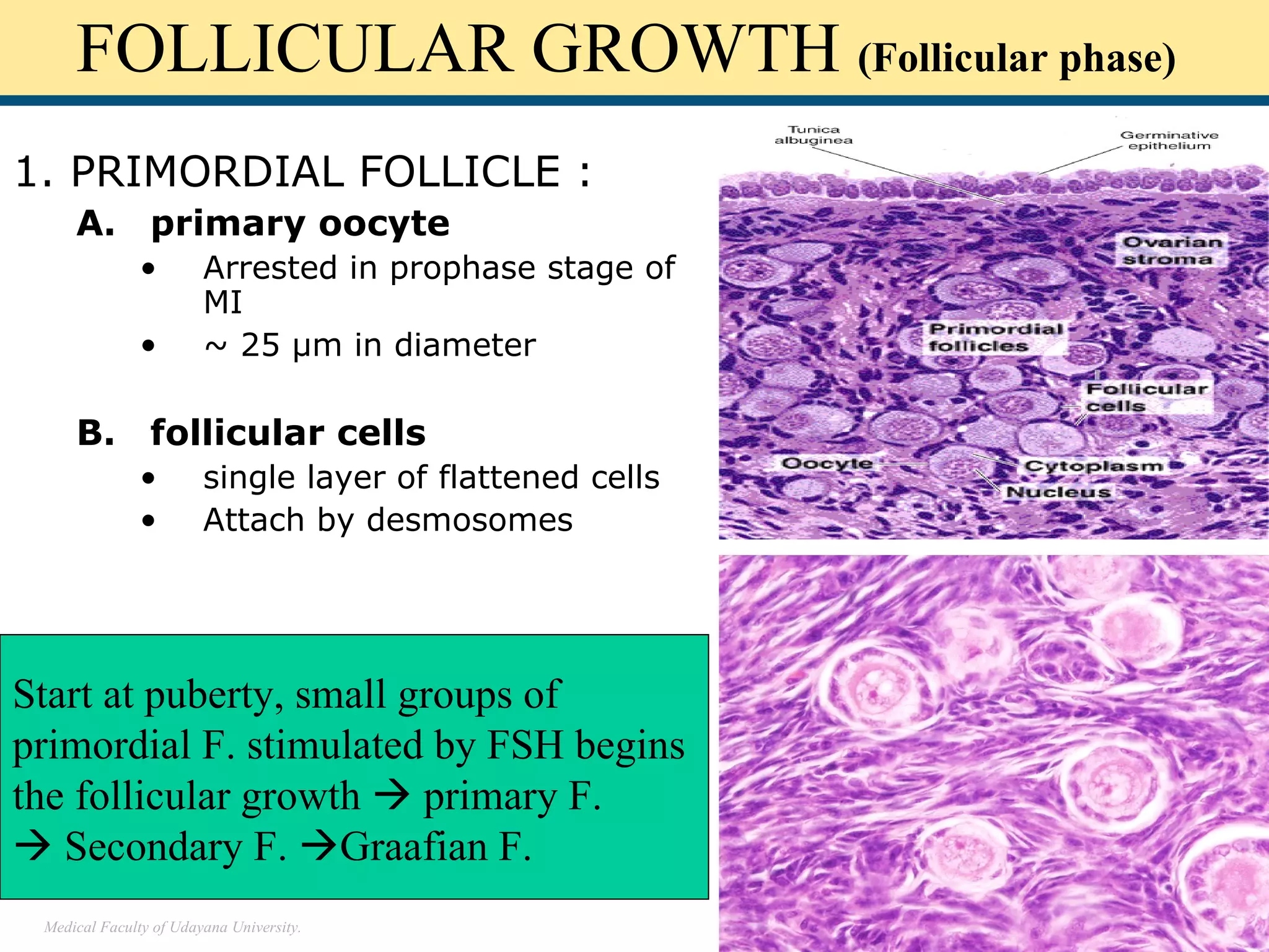 Histologic Structure Of Female Genital System Ppt