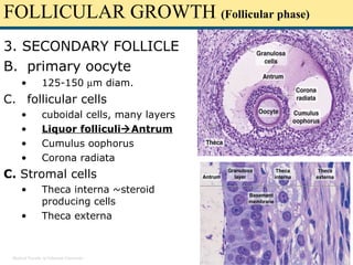 histologic structure of female genital system | PPT
