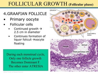 histologic structure of female genital system | PPT
