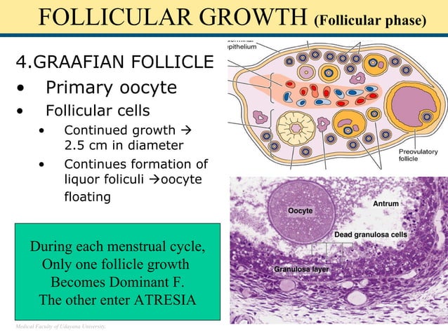 Histologic Structure Of Female Genital System Ppt