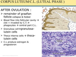 histologic structure of female genital system | PPT
