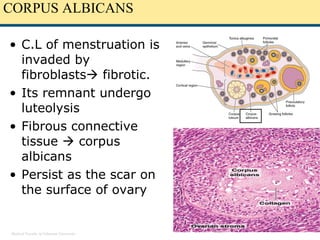 histologic structure of female genital system | PPT