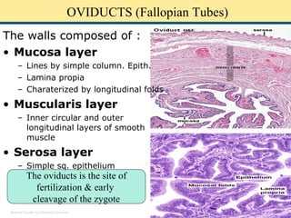 histologic structure of female genital system | PPT