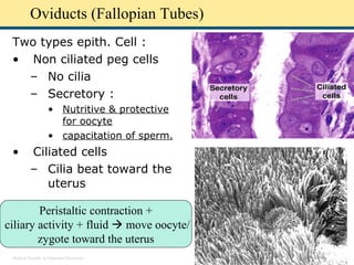 Fallopian Tube Slide