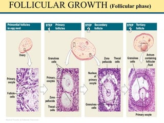histologic structure of female genital system | PPT