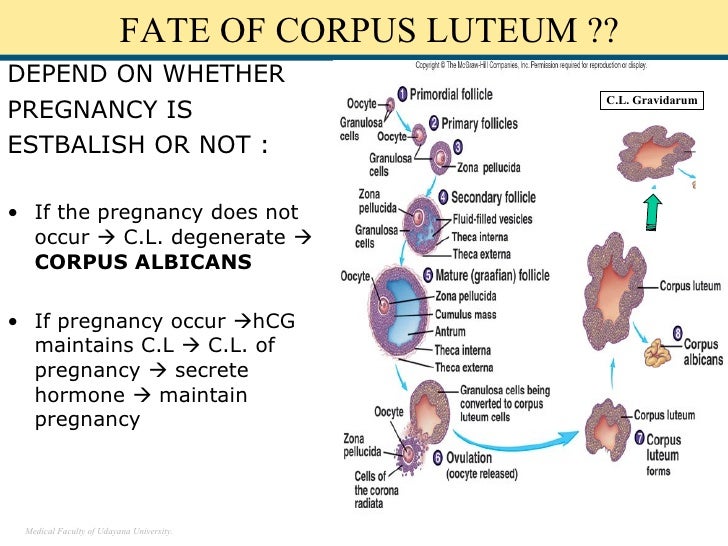 histologic structure of female genital system