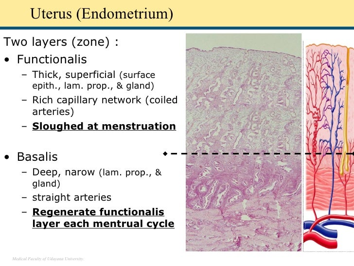histologic structure of female genital system
