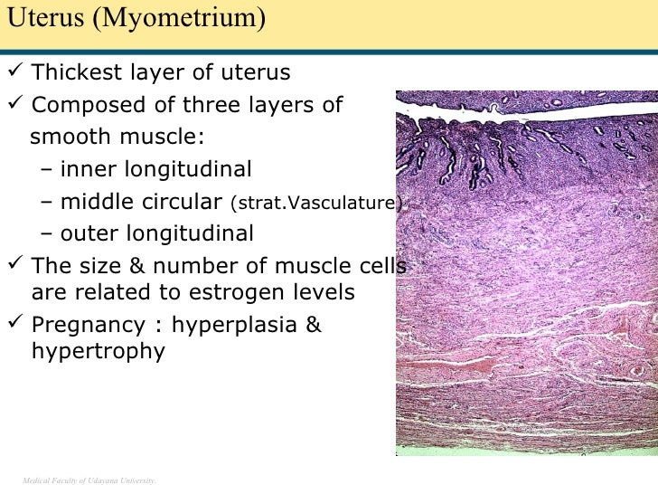 histologic structure of female genital system