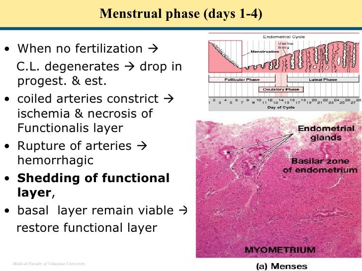 Menstrual Phase Histology