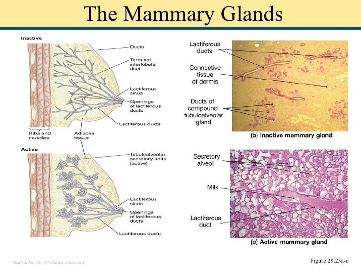 Histologic Structure Of Female Genital System