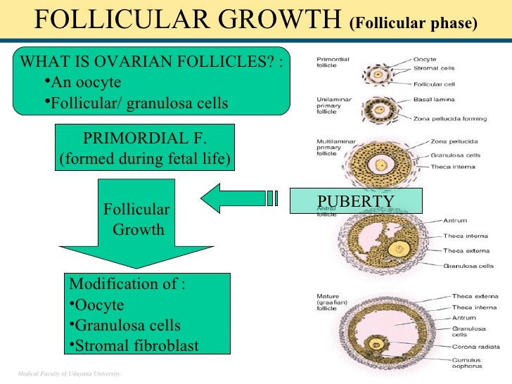 Histologic Structure Of Female Genital System